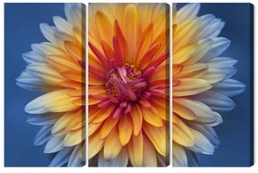 Vícedílný obraz Chryzantéma Květina Zblízka 3D Nedostatek Nedostatek Plátno Canvas 120x80