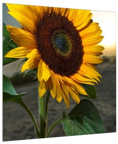 Obraz slunečnice (50x50 cm)