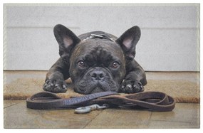Podlahová rohožka s buldočkem French Bulldog - 75*50*1cm