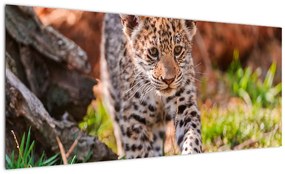 Mládě leoparda - obraz do bytu (100x40cm)