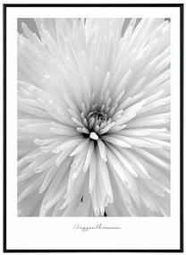 Flower chrysanthemum - 50x70 cm Obraz