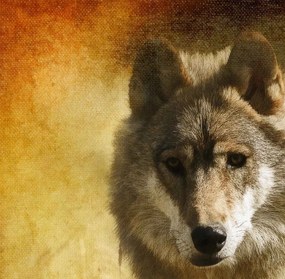 Obraz vlk Velikost (šířka x výška): 100x80 cm