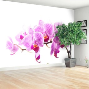 Fototapeta Růžová orchidej