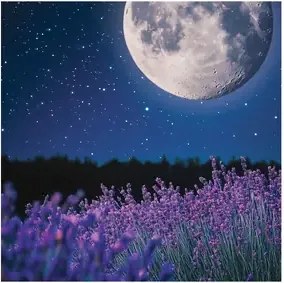 Yankee Candle Midsummer´S Night Signature Malý