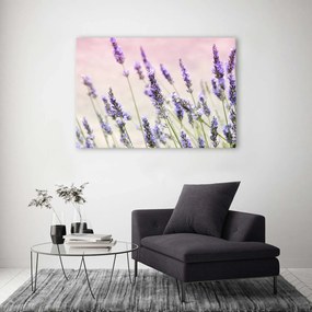 Gario Obraz na plátně Levandulové květy Rozměry: 60 x 40 cm