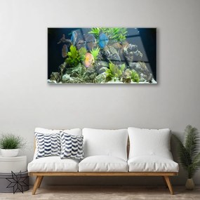 Obraz na skle Ryba Kameny Listy Příroda 125x50 cm