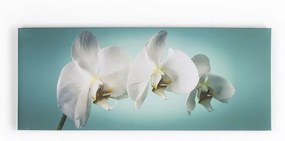 Obraz Orchideje 40-615, Teal orchid, Wall Art, Graham Brown