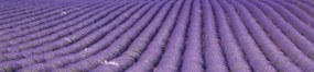 Fototapeta na linku Lavender Field 260 x 60 cm KI260-029