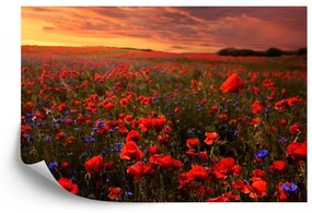 Fototapeta Poppy Field Strukturální vinyl 104x70.5