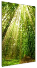 Wallmuralia Vertikální Fotoobraz na skle Stezka v lese 50x100