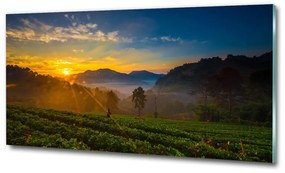 Wallmuralia Foto obraz sklo tvrzené Čajová plantáž 100x50