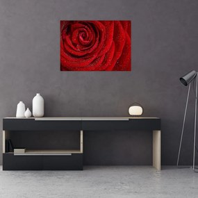 Skleněný obraz - detail růže (70x50 cm)