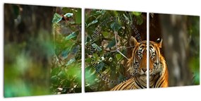 Obraz odpočívajícího tygra (s hodinami) (90x30 cm)