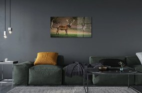 Obraz na skle Jelen v poli 120x60 cm