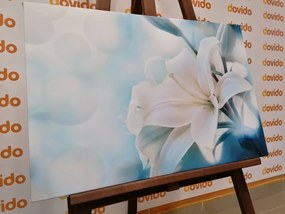 Obraz bílý květ lilie na abstraktním pozadí - 120x80 cm