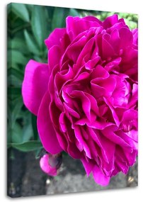 Obraz na plátně Pivoňka růžový květ příroda - 40x60 cm