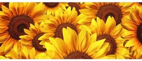 DIMEX | Panoramatická vliesová fototapeta na zeď Lán slunečnic MP-2-0129  | 375 x 150 cm | žlutá, hnědá