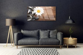 Obraz na skle Sedmikráska Kameny Rostlina 125x50 cm