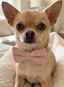 Pet Amour Motýlek na obojek pro psy růžový Velikost: M