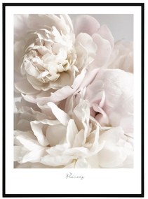 White Peonies - 50x70 cm Obraz