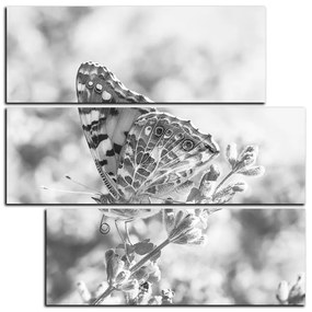 Obraz na plátně - Motýl na levandule - čtverec 3221QD (105x105 cm)