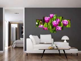 Obraz tulipánů na louce (125x70 cm)