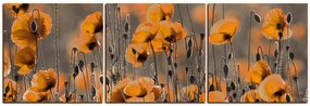 Obraz na plátně - Krásné divoké máky - panoráma 597QB (150x50 cm)