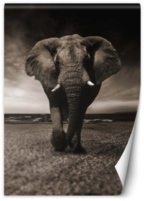 Fototapeta, Slon Zvíře Afrika - 150x210 cm