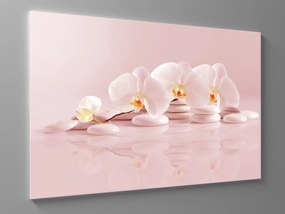 Růžový obraz orchidej Rozměr: 120 x 80 cm