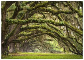 Obraz - Oaks Avenue, Charleston, Jižní Karolína, USA (70x50 cm)