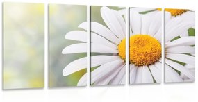 5-dílný obraz květiny kopretiny - 200x100 cm