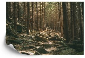 Fototapeta Lesní Stromy Kameny Omyvatelný vlies 104x70.5