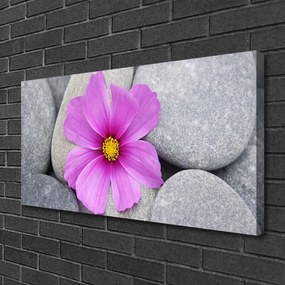 Obraz na plátně Květ Kameny Rostlina 100x50 cm