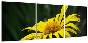 Obraz žlutého květu