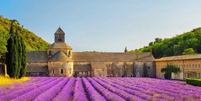 Obraz Provence s levandulovými poli Varianta: 100x50