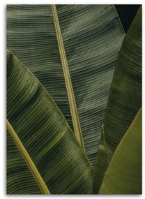 Obraz na plátně Banánové listy Příroda - 40x60 cm