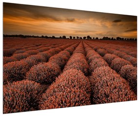 Obraz květinového pole (120x80 cm)