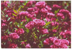 Fototapeta Růžové růže 104x70