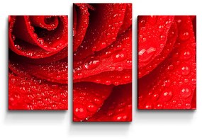 Sablio Obraz - 3-dílný Květ růže - 75x50 cm