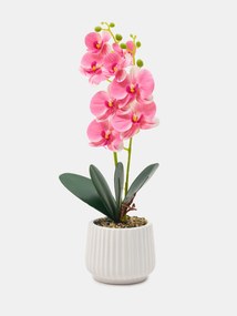 Sinsay - Decorative plant in a pot - pastelová růžová