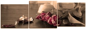 Obraz na plátně - Tři tulipány - panoráma 5144FD (90x30 cm)