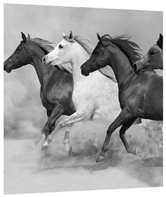 Černobílý obraz koní (30x30 cm)