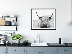 Plakát Highland cattle Rozměr plakátu: 40 x 50 cm, Orientace plakátu: Na výšku