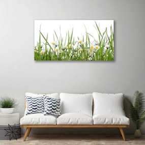 Obraz na plátně Tráva Sedmikrásky Příroda 120x60 cm