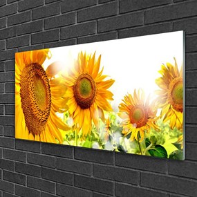 Obraz na skle Slunečnice Květ Rostlina 120x60 cm