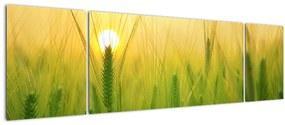 Obraz pole s obilím (170x50 cm)