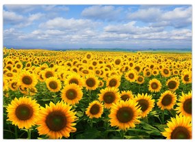 Skleněný obraz slunečnicového pole (70x50 cm)