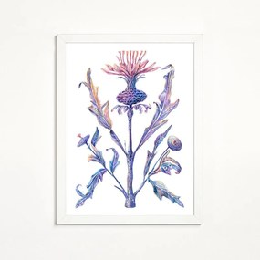 Filip Šenkeřík | Centaurea Rám: Černý, Velikost: 40 x 30 cm