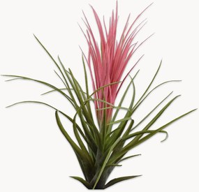 Umělá květina Tillandsia