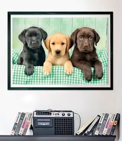 CLEMENTONI Puzzle Tři labradoři / 1000 dílků / od 18 let